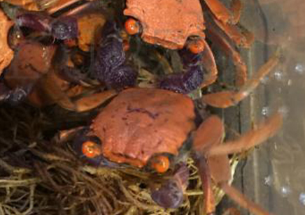 Crabs & Crustaceans: Geosesarma tiomanicum - Disco Vampire crab