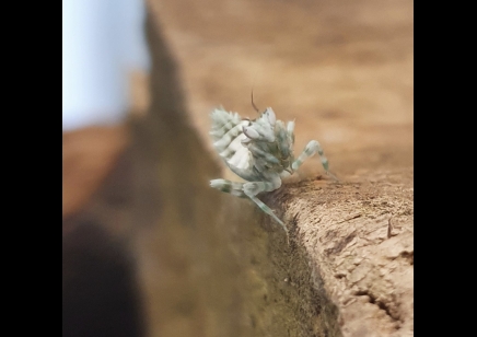 Tricolor Flower Mantis