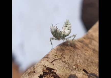 Tricolor Flower Mantis