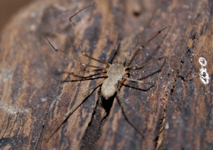 True Spiders: Scytodes longipes