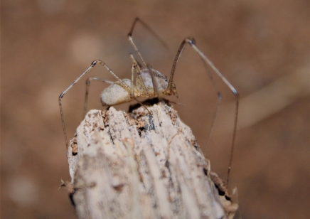 True Spiders: Scytodes longipes