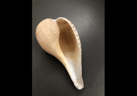 Shells: THREADED FIG SHELL
