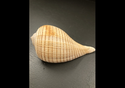 Shells: THREADED FIG SHELL
