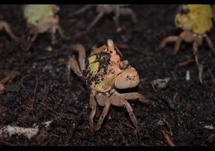 Crabs & Crustaceans: Metasesarma obesum - Green Batik Crab