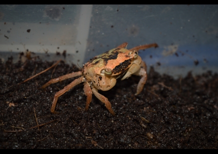 Crabs & Crustaceans: Metasesarma obesum - Green Batik Crab
