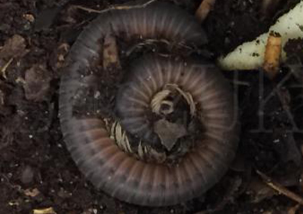 Millipedes: Nigerian Grey Millipede