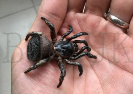 True Spiders: Cyclocosmia Ricketti