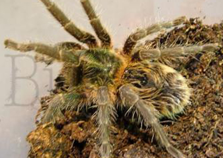 Tarantulas: Paraphysa Scrofa