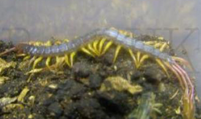 Buy Centipedes Online