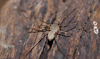 True Spiders: Scytodes longipes