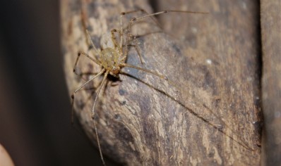 True Spiders: Scytodes longipes