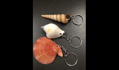 Buy Shells Online