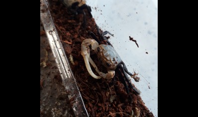 Buy Crabs & Crustaceans Online