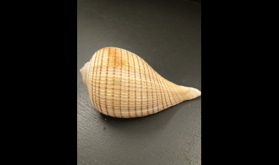 Buy Shells Online