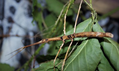 Buy Stick and Leaf Insects Online